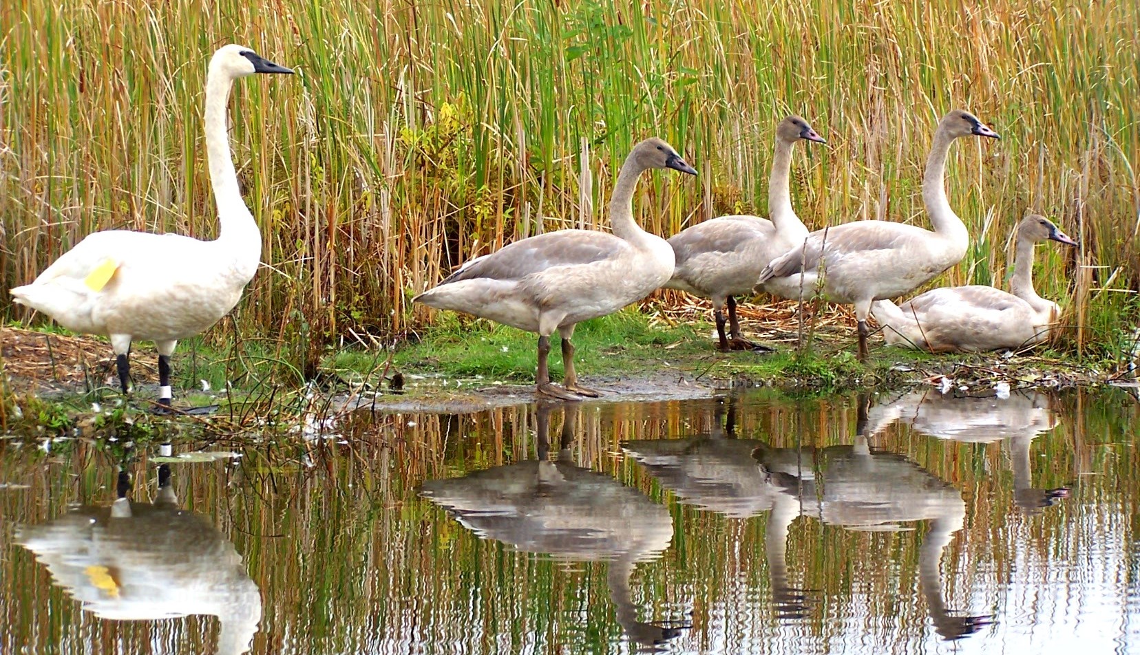Adopt an Animal at Wye Marsh