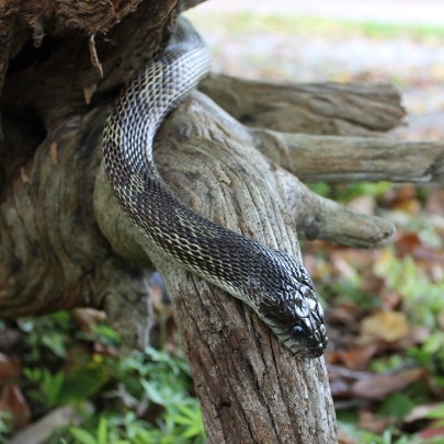 Reptiles | Wye Marsh Wildlife Centre