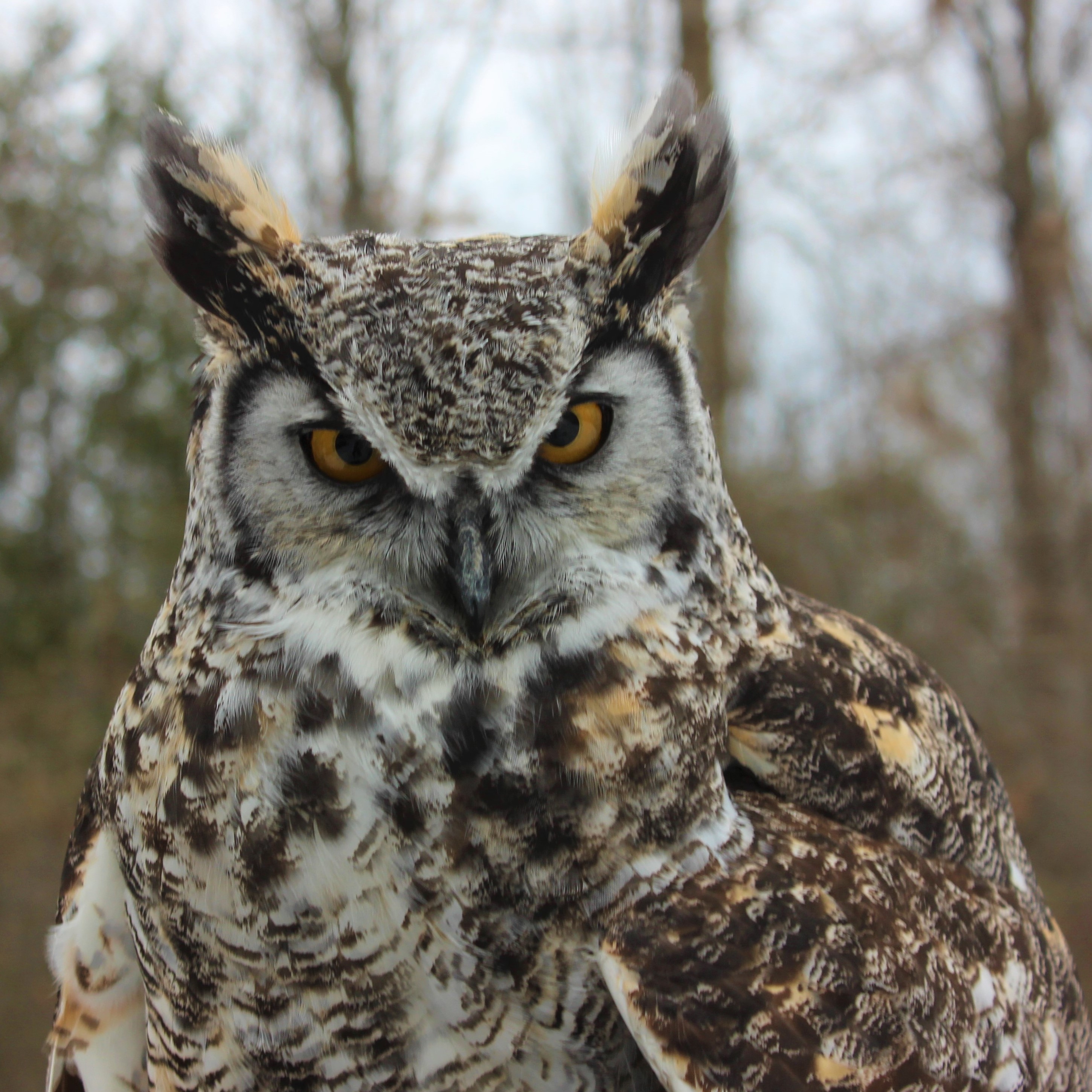 Birds of Prey | The Wye Marsh Wildlife Centre
