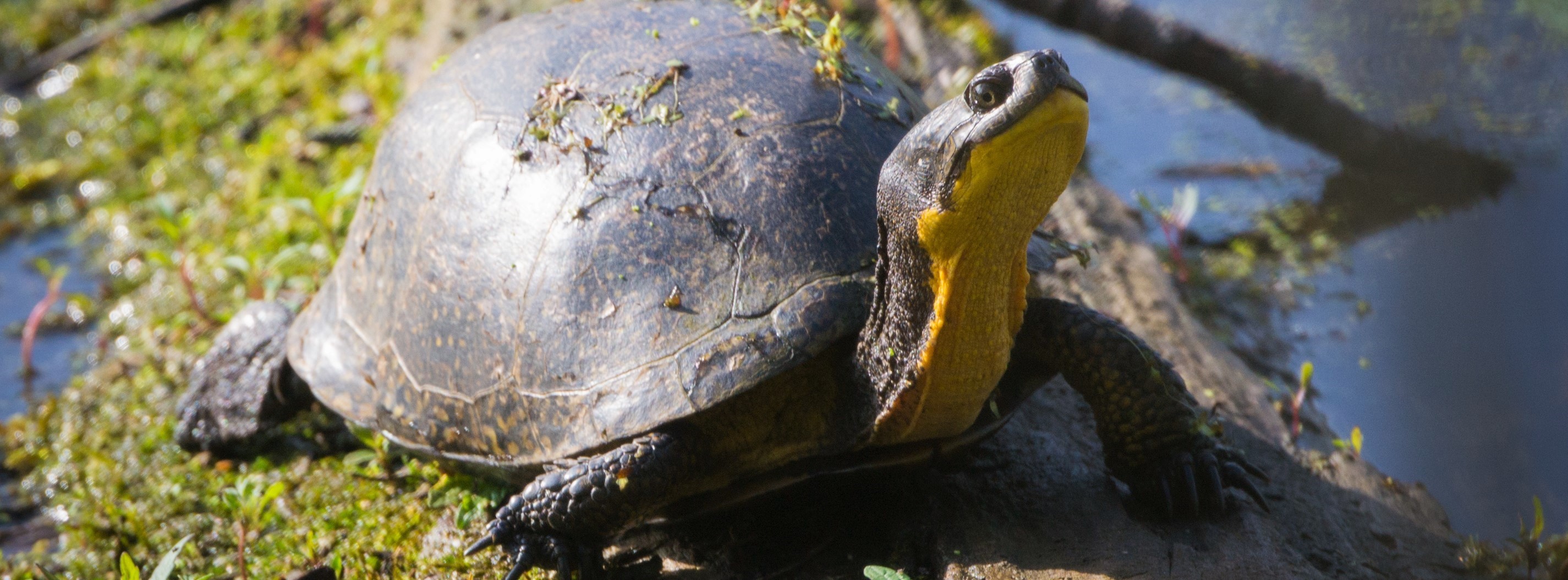 Turtle Habitat Improvement