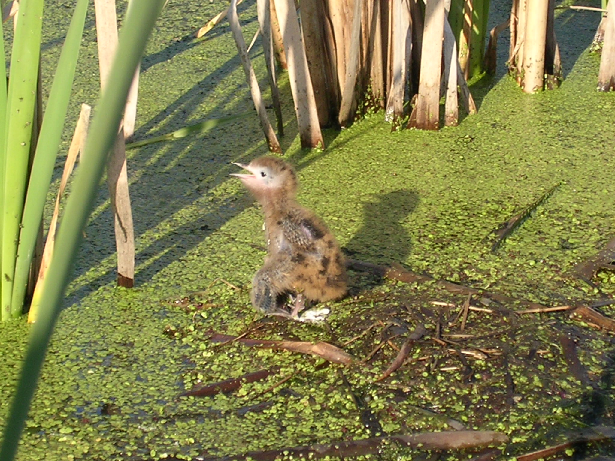Designations | Wye Marsh Nature Reserve