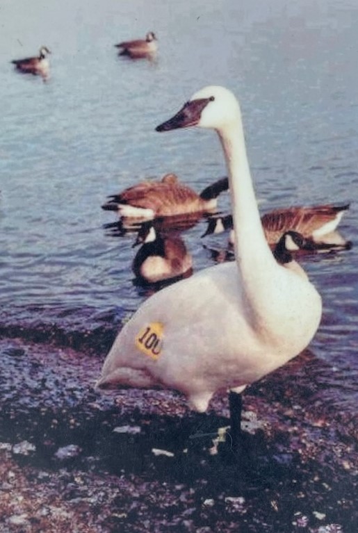 A History of Conservation: Trumpeter Swans