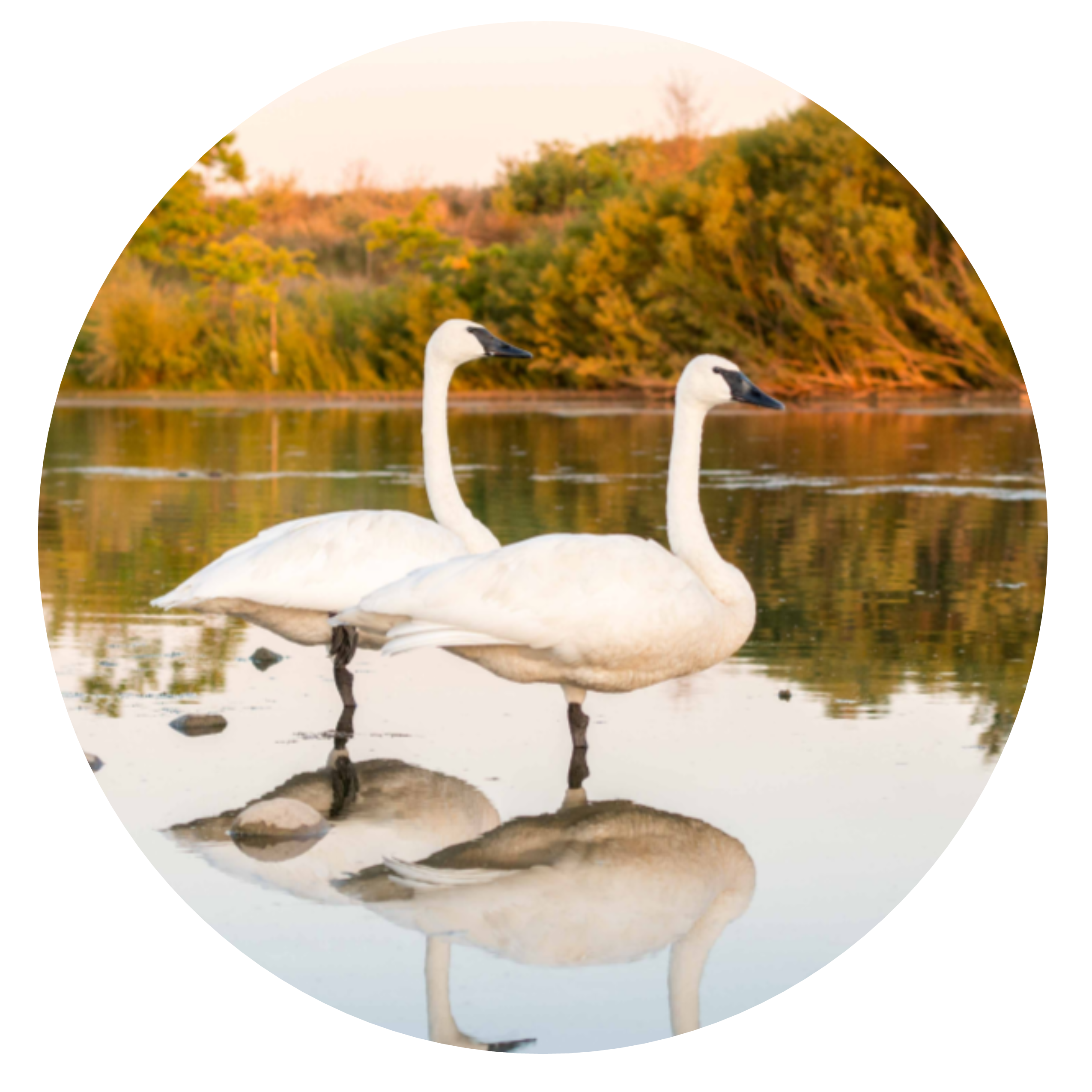 Trumpeter Swans in Ontario