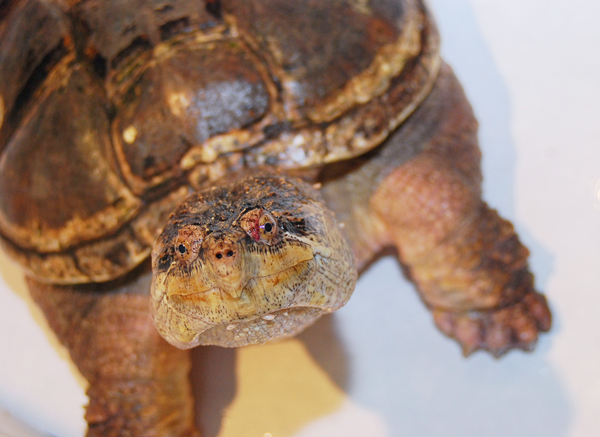 Reptiles | Wye Marsh Wildlife Centre