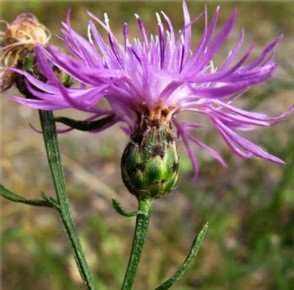 Invasive Species Pulls – Spotted Knapweed Removal | Southern Georgian ...