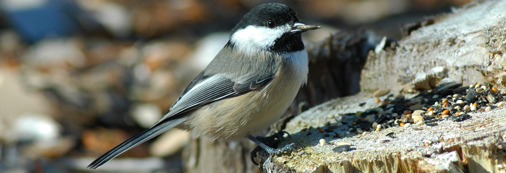 Welcome to Wye Marsh Wildlife Centre