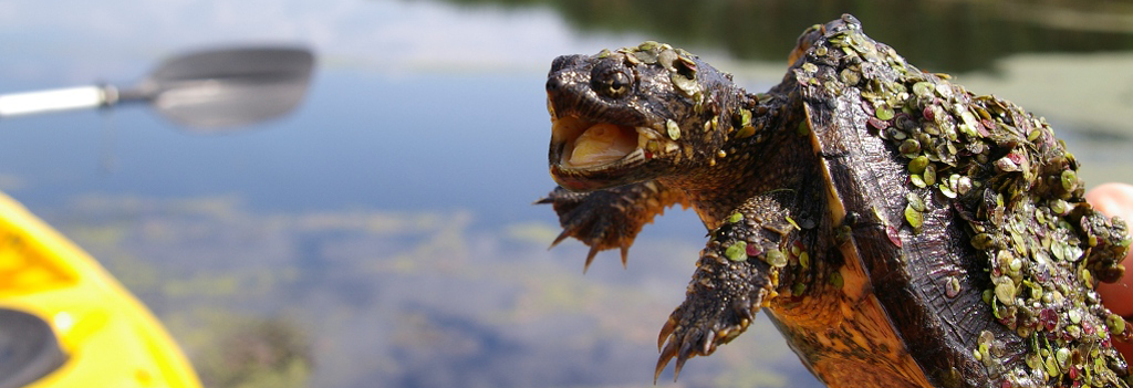 Welcome to Wye Marsh Wildlife Centre