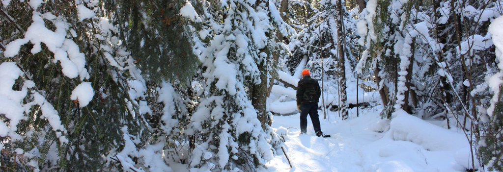 Welcome to Wye Marsh Wildlife Centre