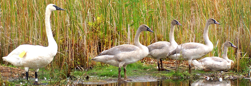 Welcome to Wye Marsh Wildlife Centre