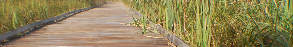Guided Eco Tours at Wye Marsh Nature Reserve